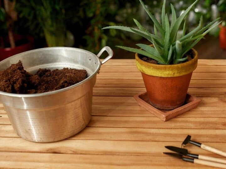 Beginners guide to Aloe vera - Mom with Plants