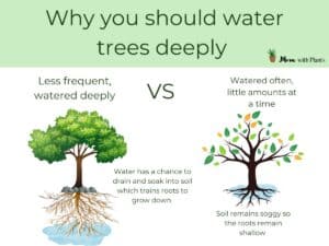 How to water trees deeply (and why you should) - Mom with Plants