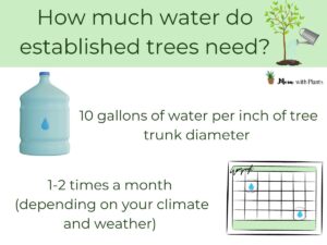 How to water trees deeply (and why you should) - Mom with Plants