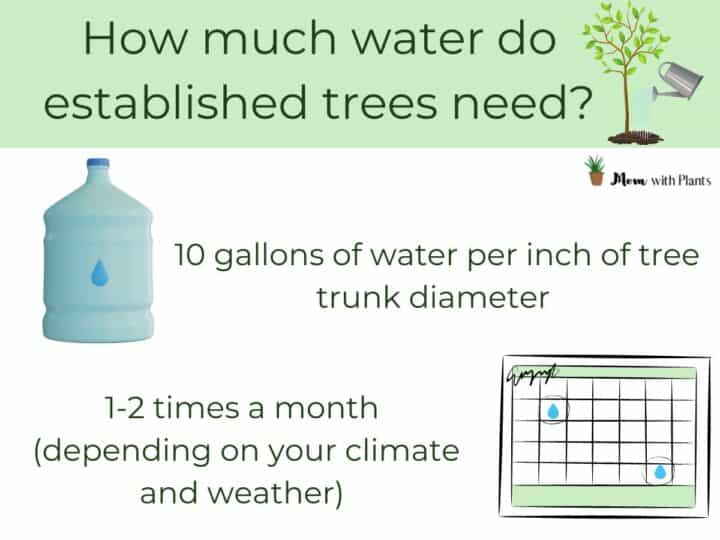 How to water trees deeply (and why you should) - Mom with Plants