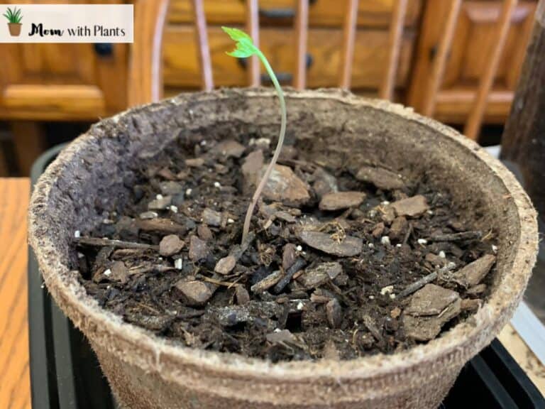 How to grow maple trees from seeds - Mom with Plants